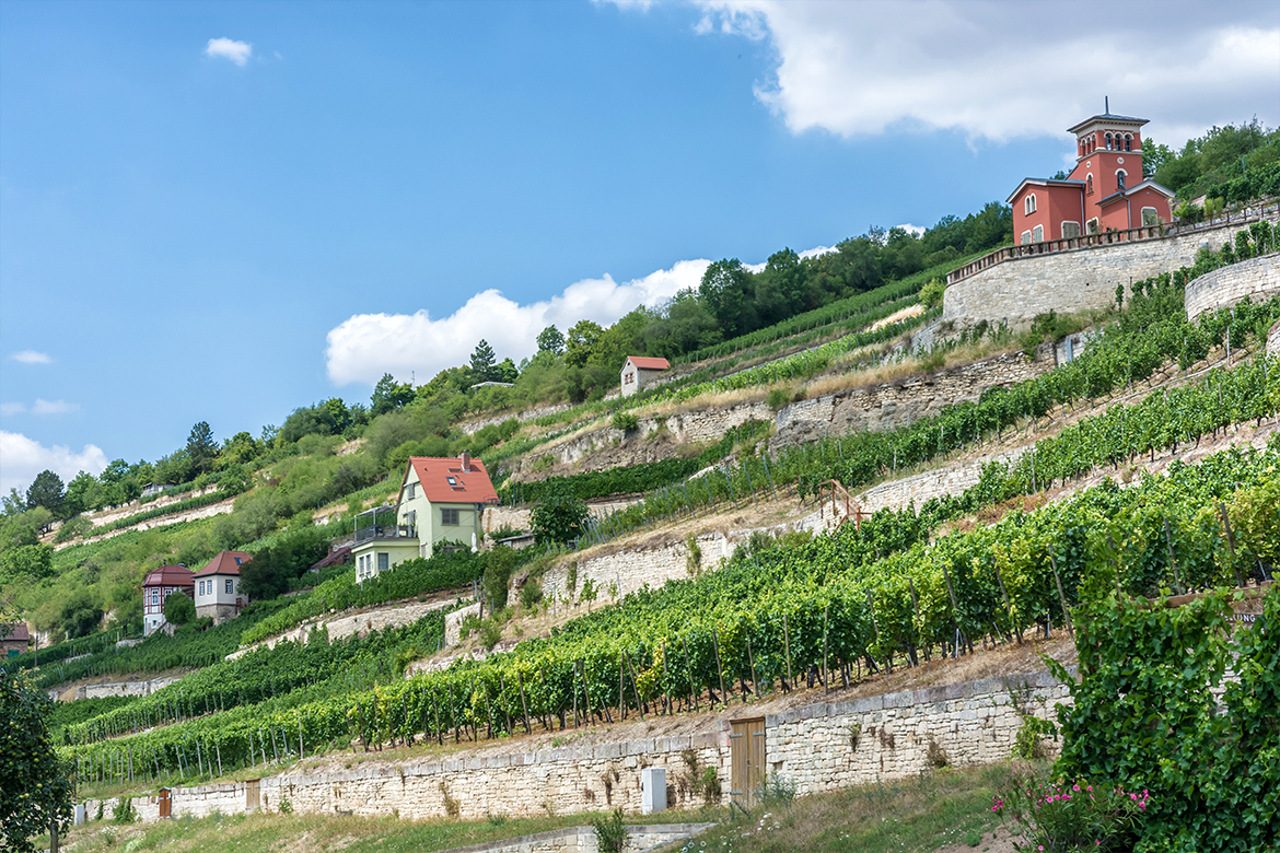 Die 13 Weinbaugebiete in Deutschland: Saale-Unstrut
